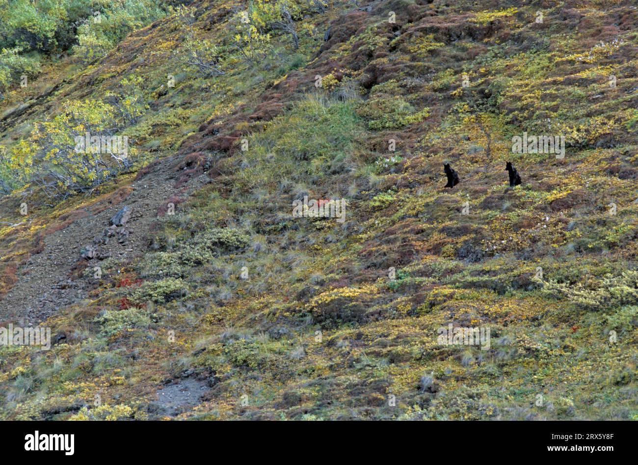 Black gray wolf (Canis lupus), Canis lupus (occidentalis Stock Photo ...