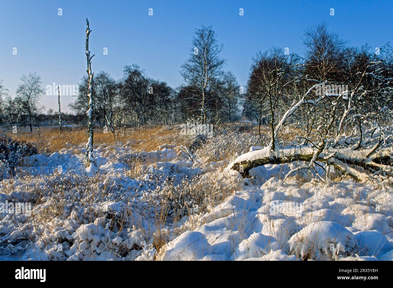Hanging Birches in a snowy-covered moor landscape (White Birch) (Sand ...
