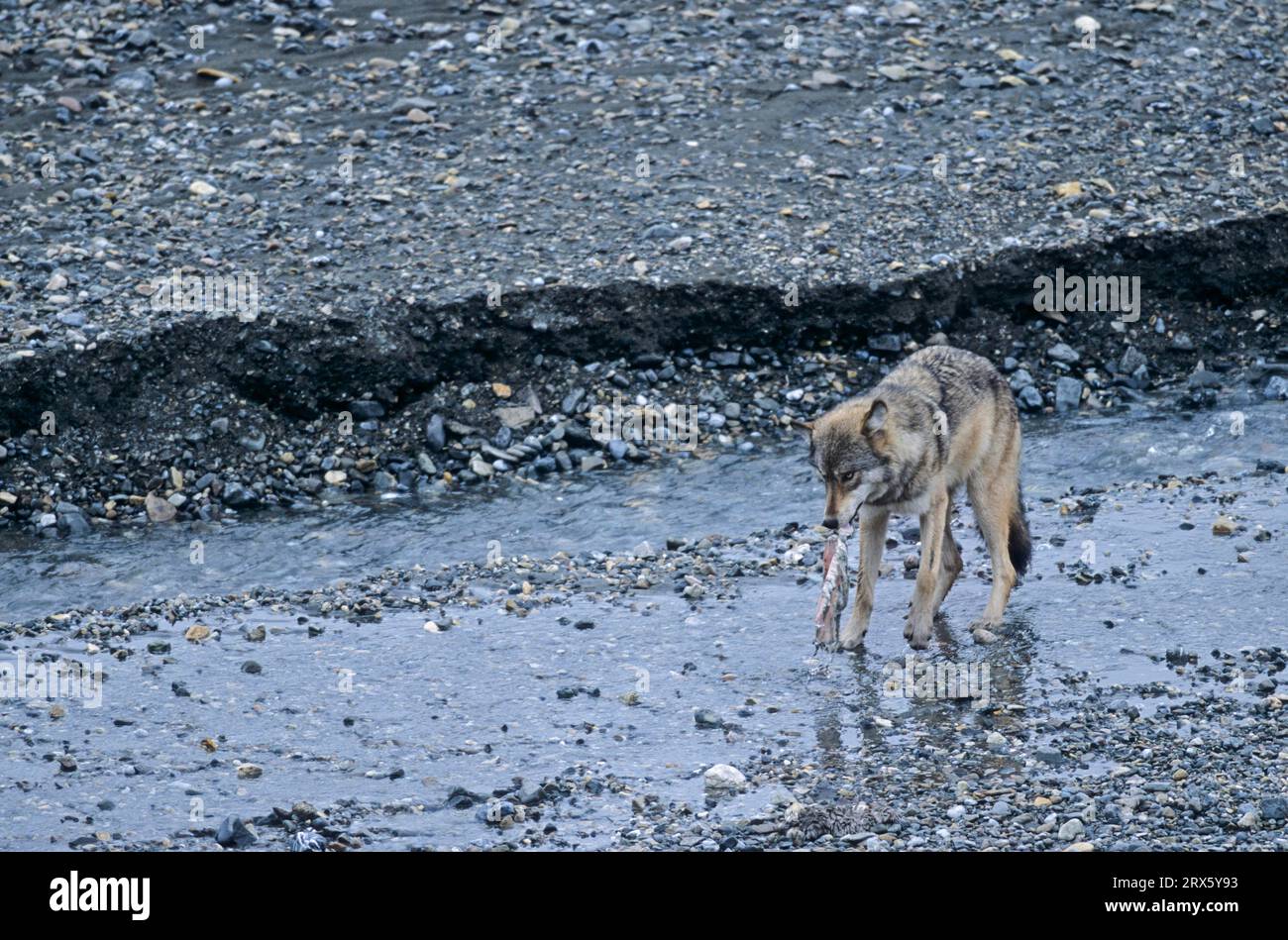 Gray wolf (Canis lupus) feeding at the crack of a reindeer (Rangifer ...
