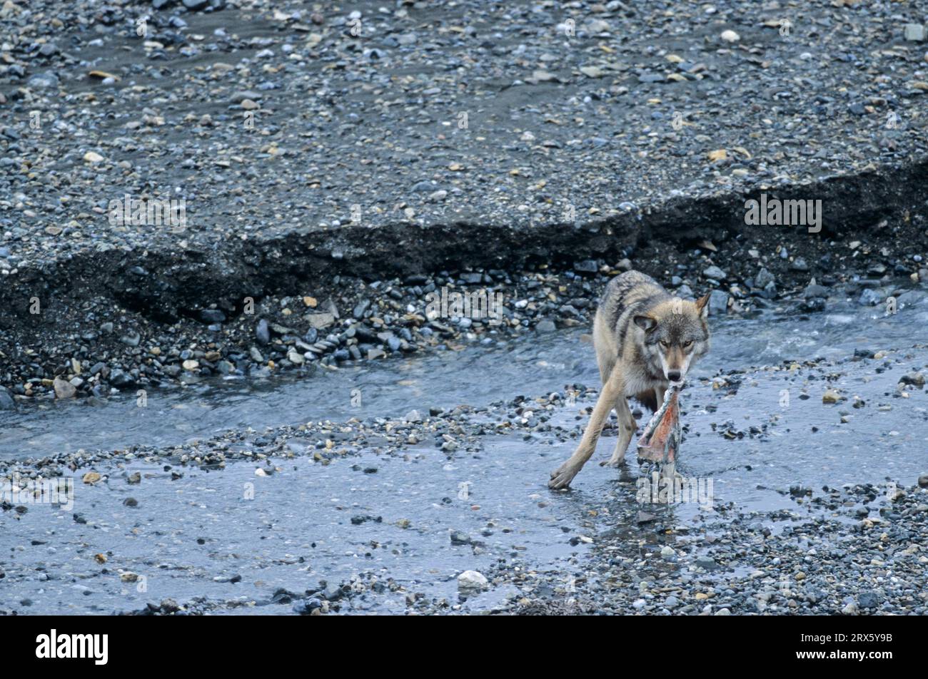 Gray wolf (Canis lupus) feeding at the crack of a reindeer (Rangifer ...