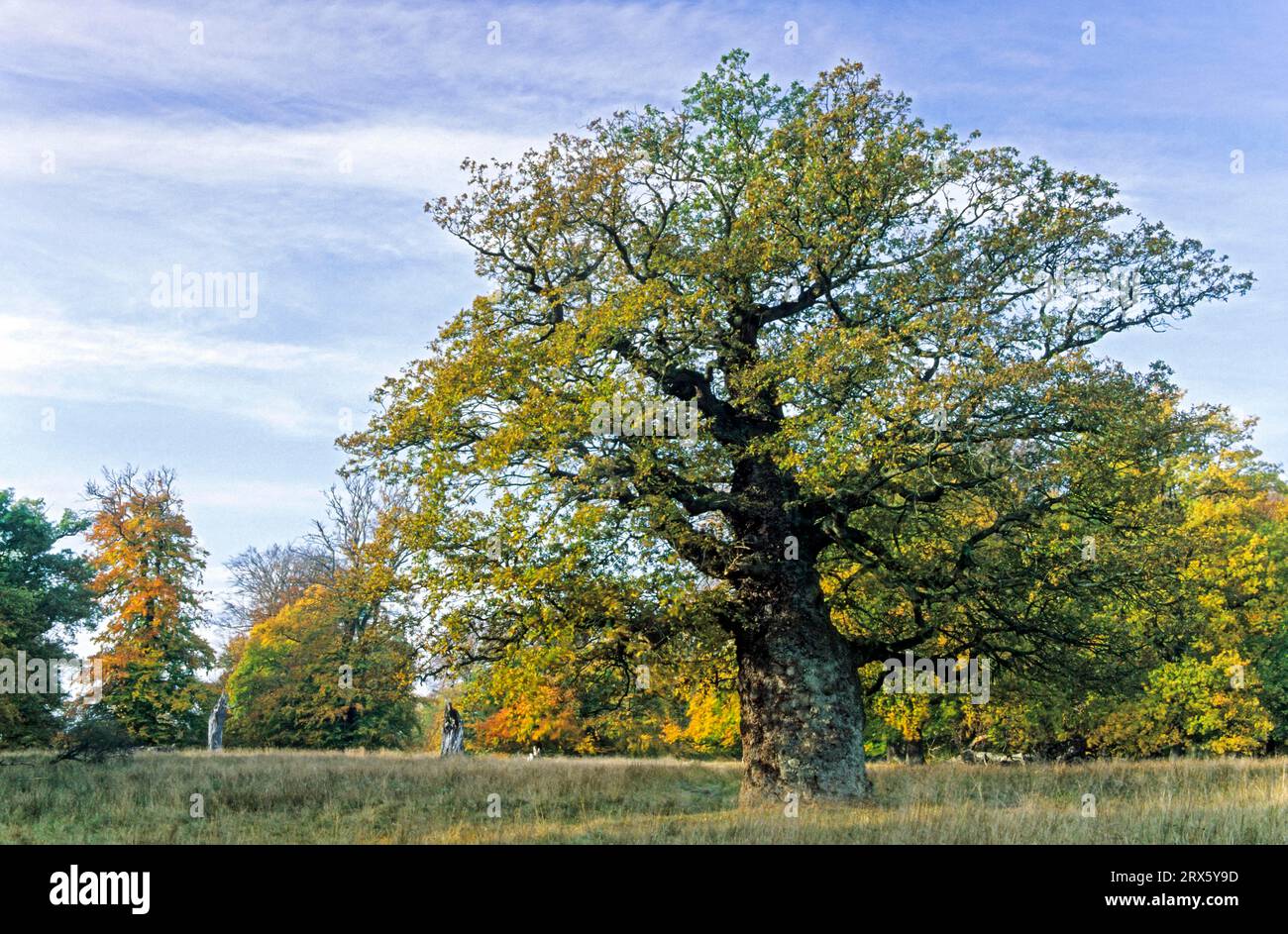 Oak tree with spreading crown hi-res stock photography and images - Alamy