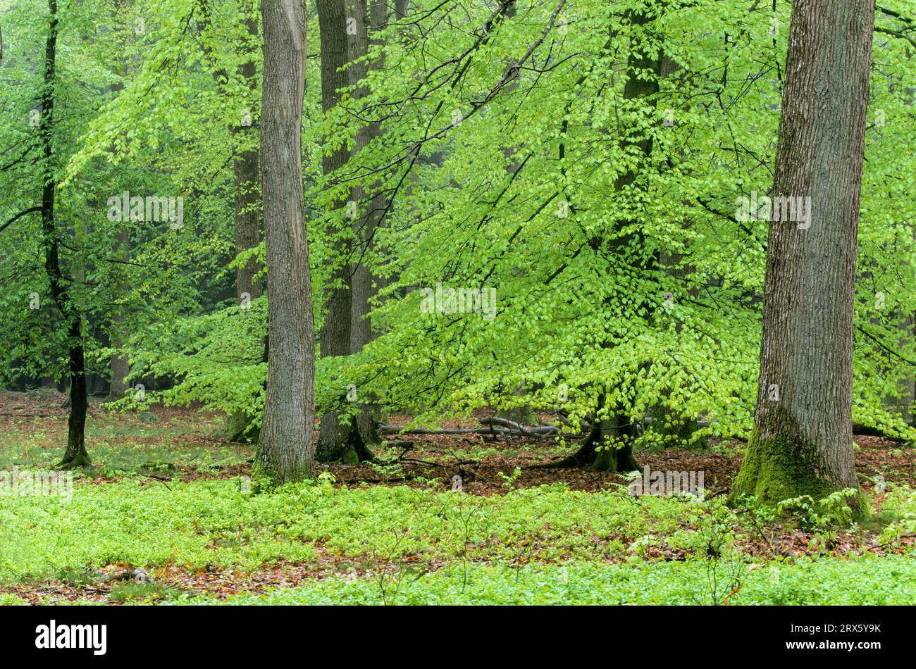 Beech- oak mixed forest in springtime (Fagus sylvatica) (Quercus robur ...