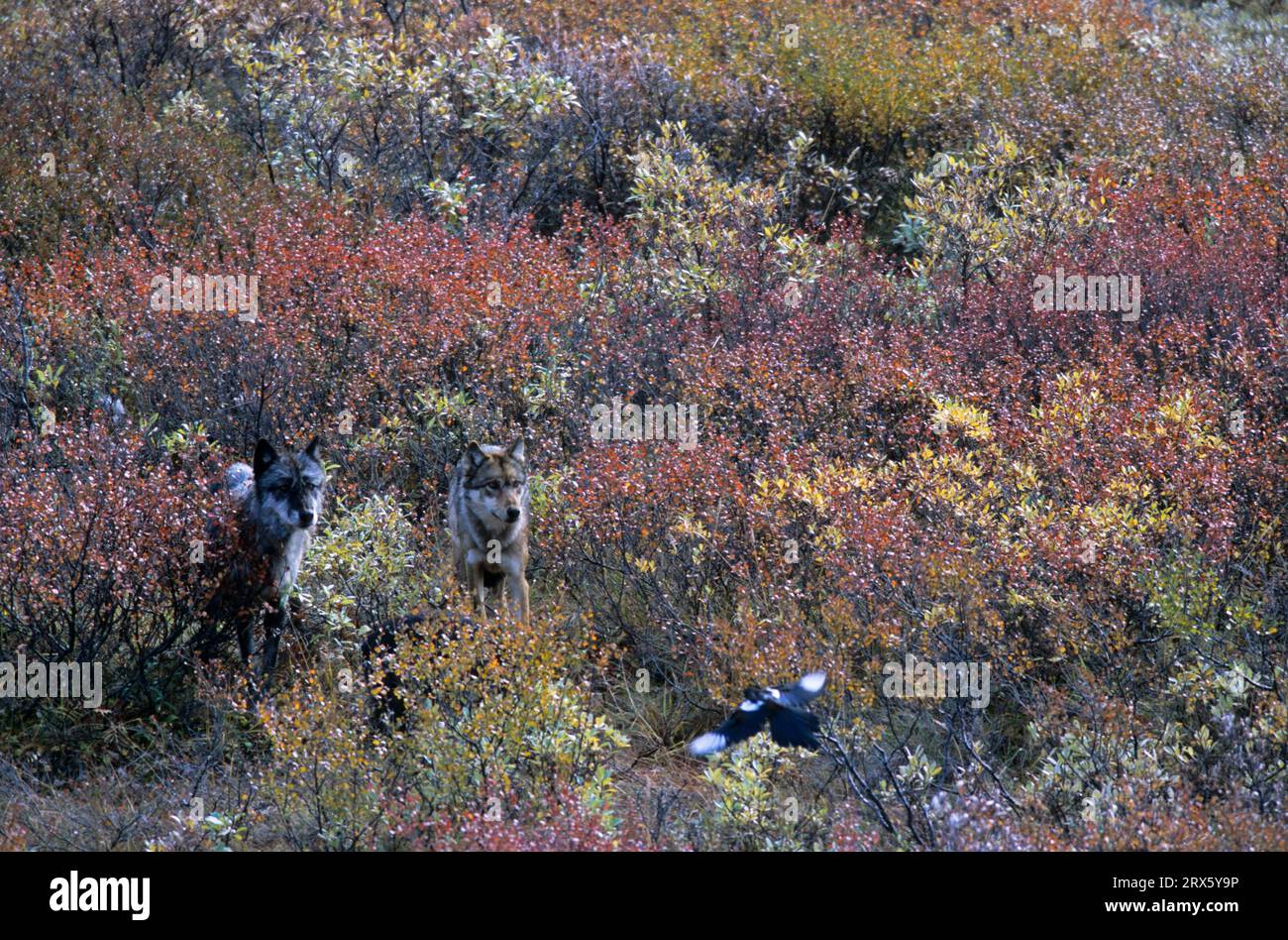 Gray wolves (Canis lupus) feeding at the kill of a Dall Sheep (Ovis ...