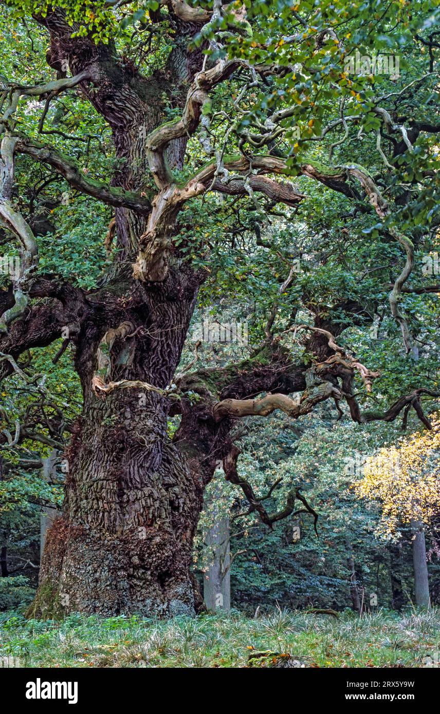 English Oak a tree named Majesty Oak with a circumference of 12, 2m is ...