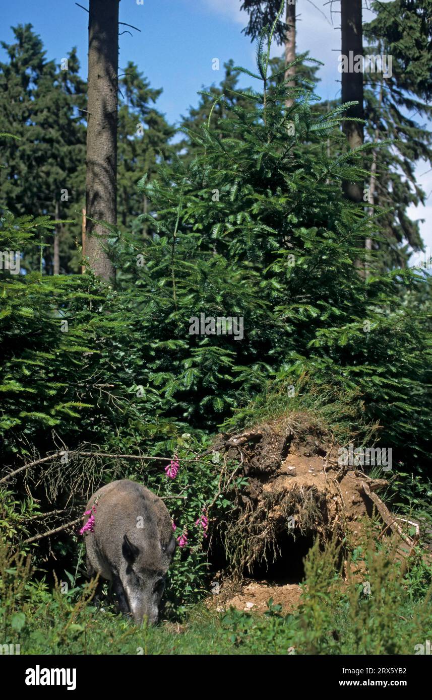 Wild Boar (Sus scrofa) hog searching for food between Foxglove ...
