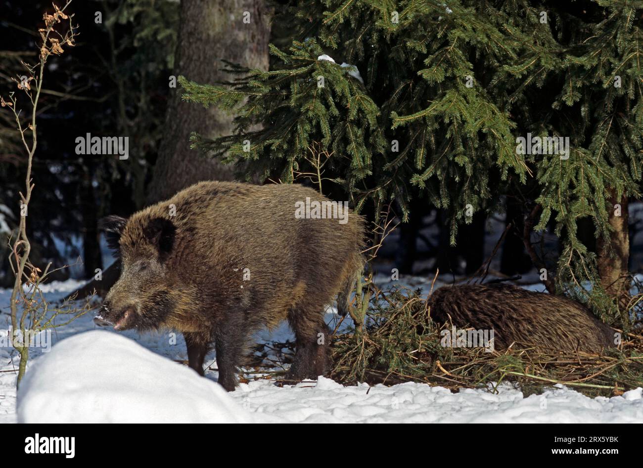Wild boar (Sus scrofa) lying in brood nest Young wild boar standing ...