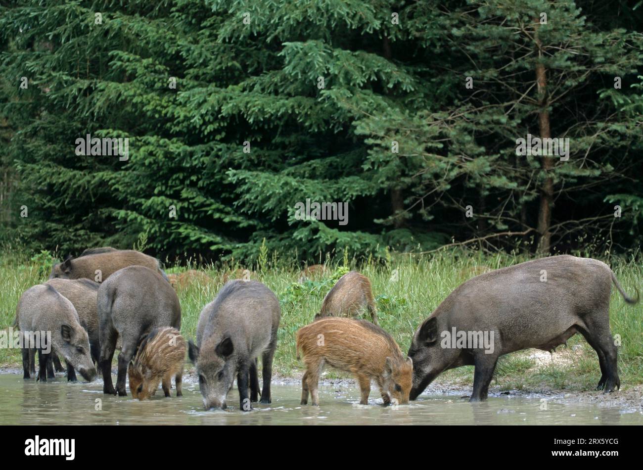 Bachen Frischlinge stehen in einem Weiher trinken Wasser (Schwarzwild ...