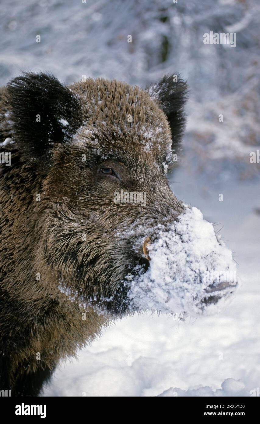 Wild boar (Sus scrofa) tusker in winter looking alert to the forest ...