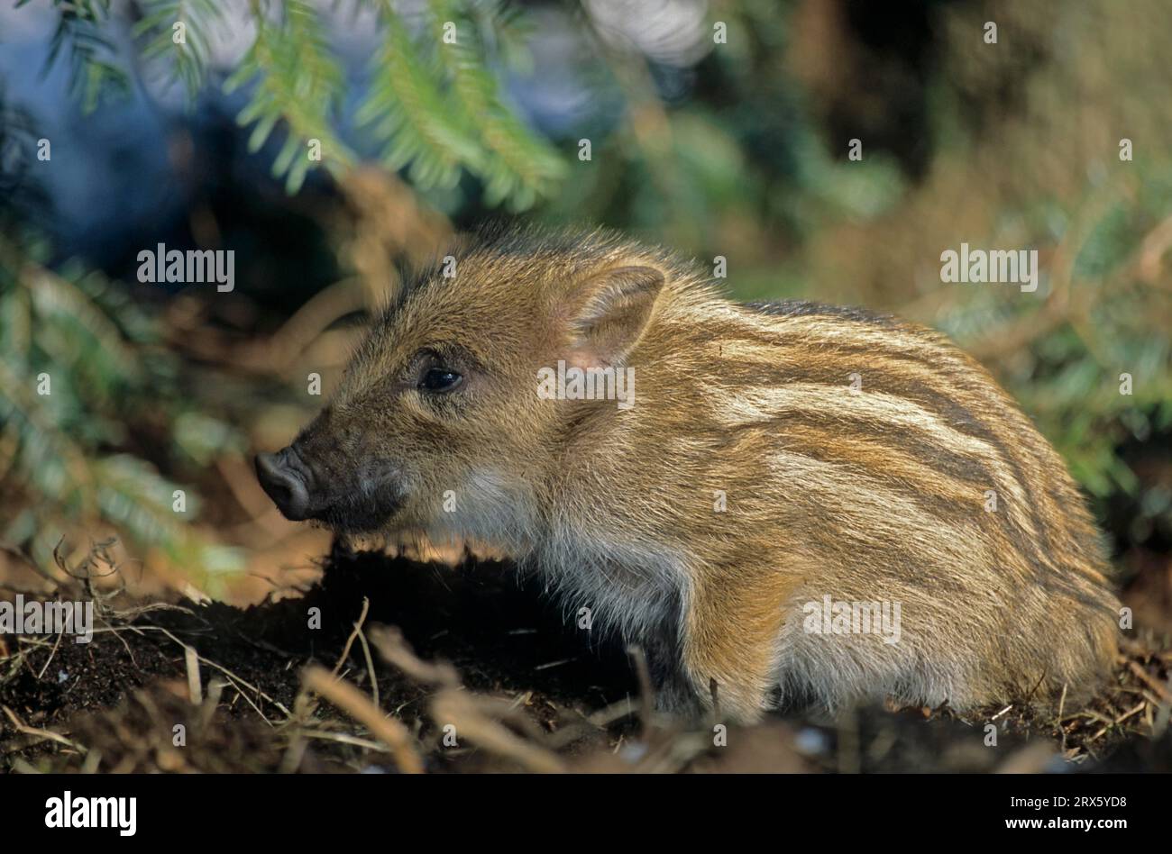 Frischling sitzt unter Fichtenzweigen (Wild Boar) (Wild boar), Wild ...