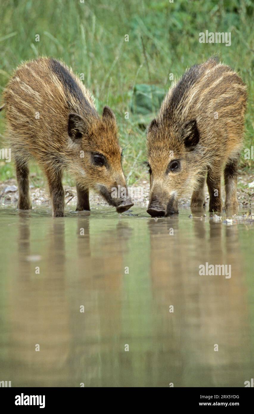 Frischlinge trinken Wasser an einem kleinen Weiher (Wildschwein) (Wild ...