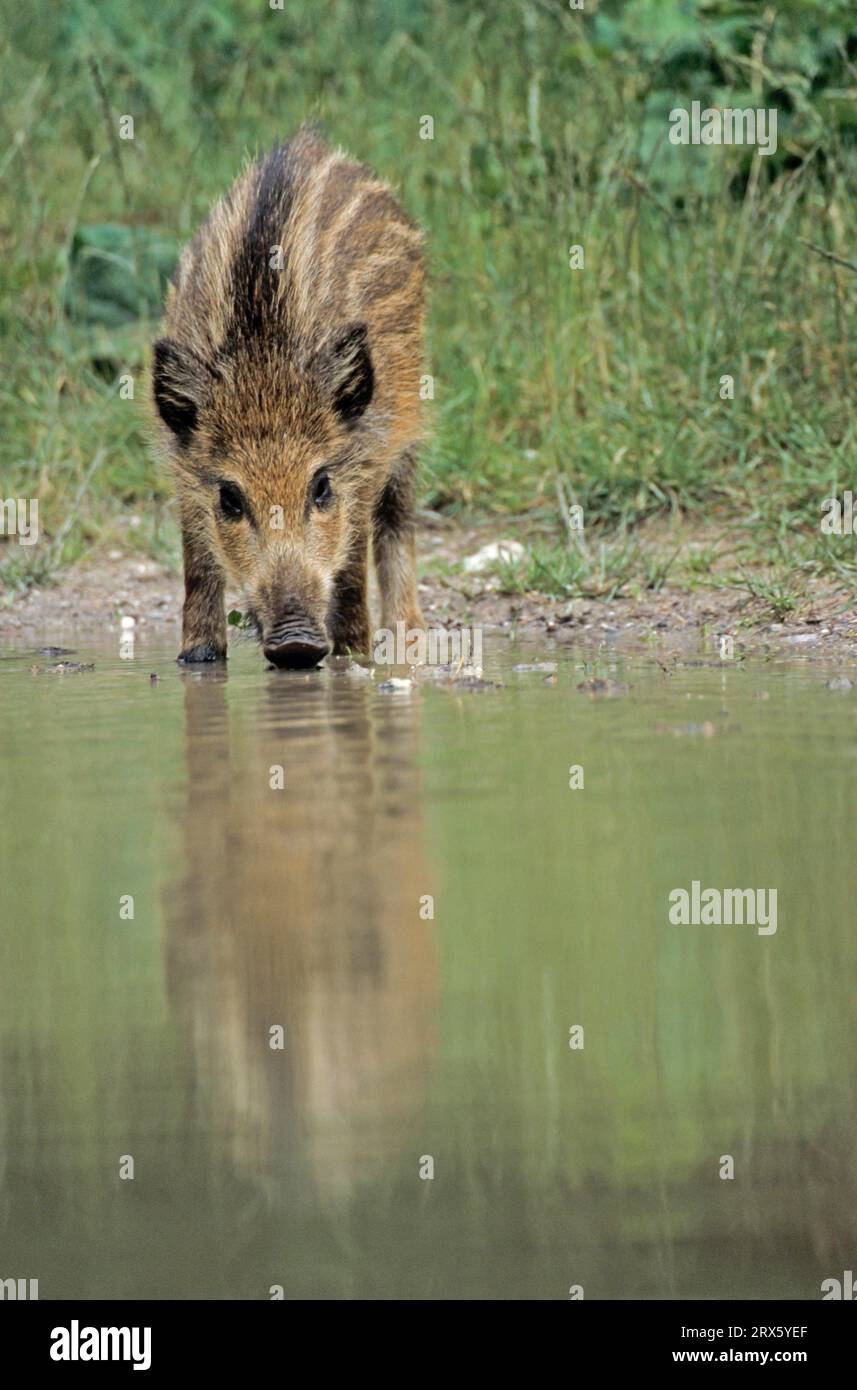Wildschwein frischling hi-res stock photography and images - Alamy