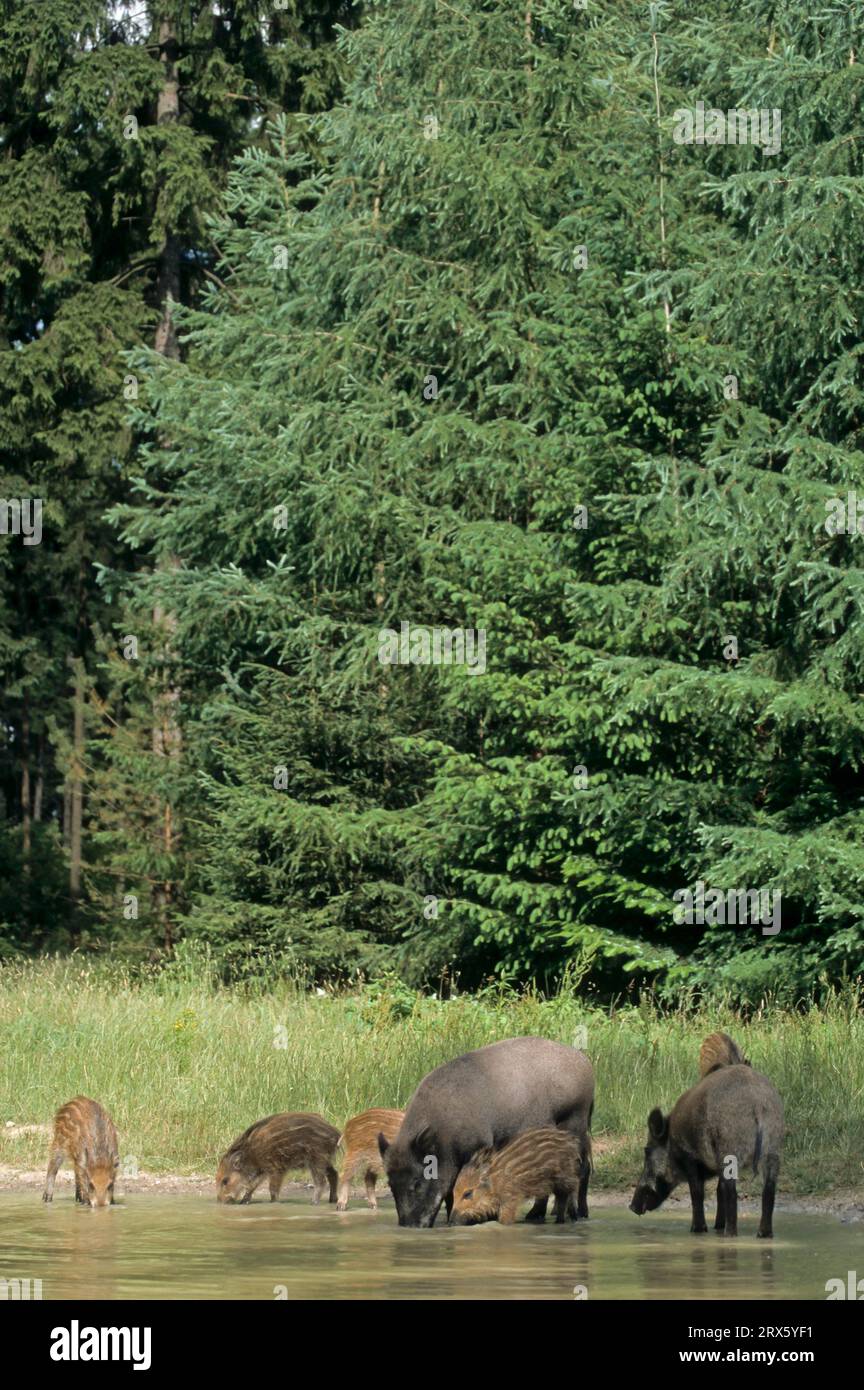 Bachen Frischlinge stehen in einem Weiher trinken Wasser (Schwarzwild ...