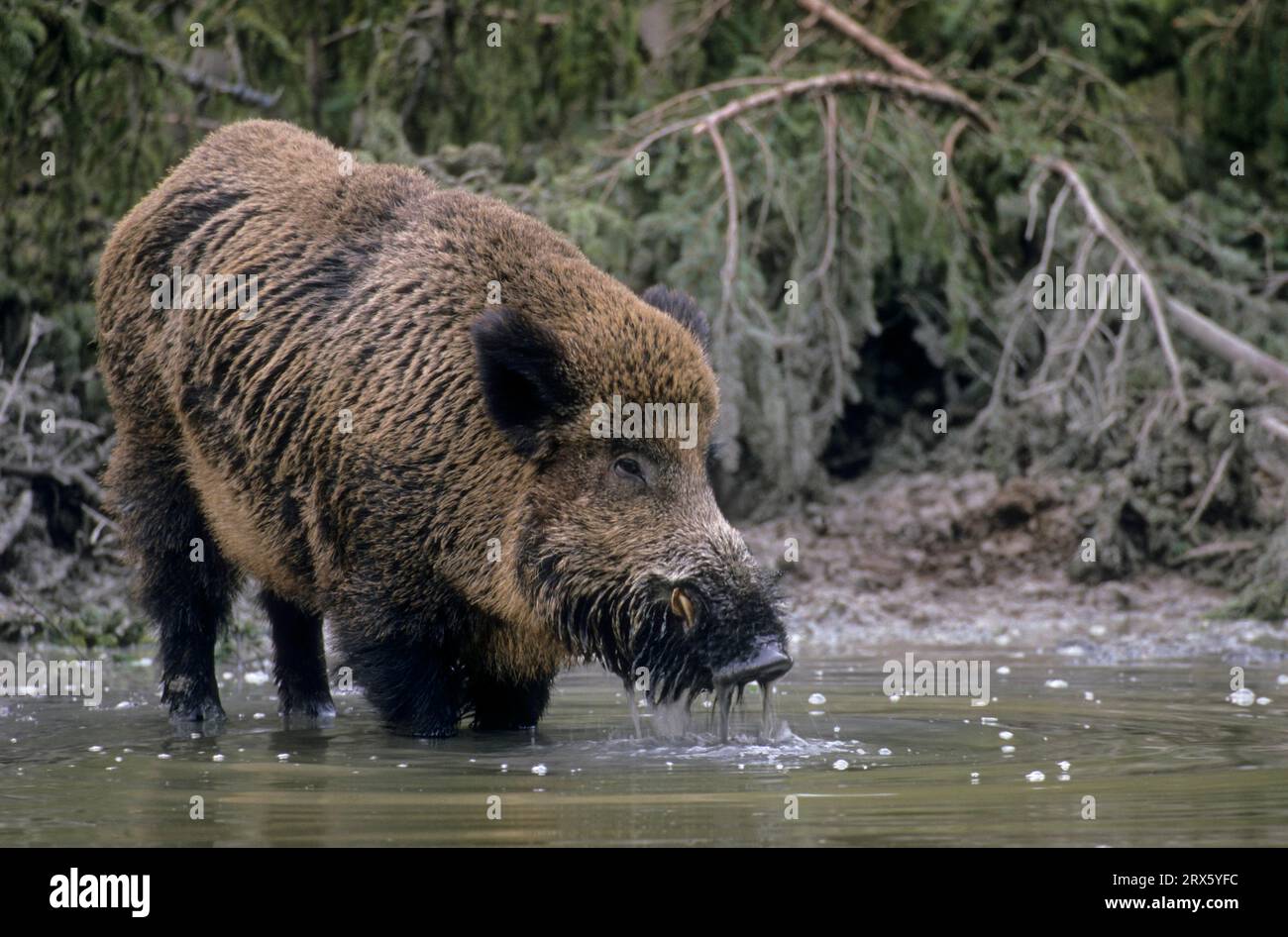Wild Boar (Sus scrofa) tusker appearing to drink at a Suchle ...
