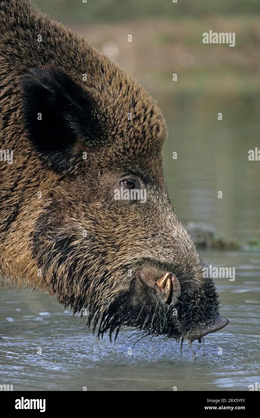 Wild Boar (Sus scrofa) tusker appearing to drink at a Suchle ...