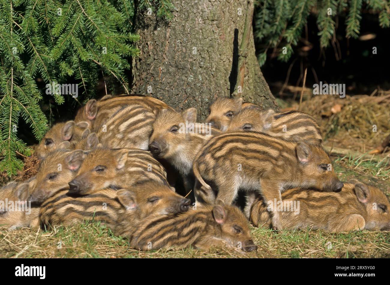Frischlinge liegen eng zusammen schlafen (Schwarzwild) (Wild Boar ...