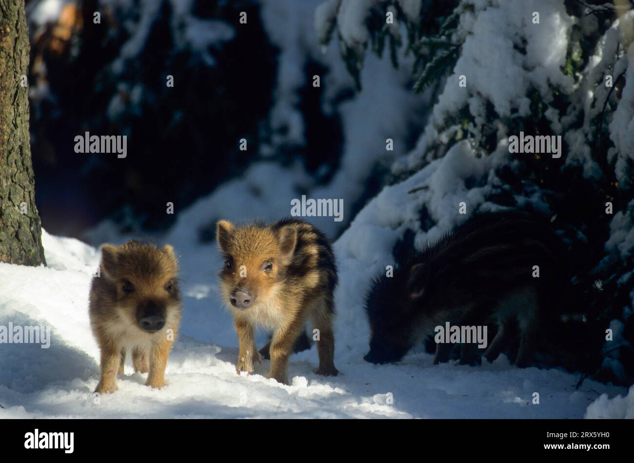 Frischlinge im Schnee erkunden die Umgebung (Wildschwein) (Wild Boar ...