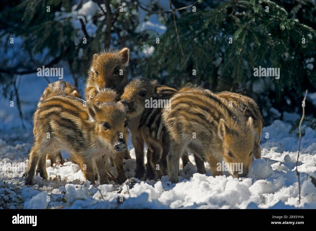 Frischlinge im Schnee warm sich gegenseitig (Wildschwein) (Wild Boar ...