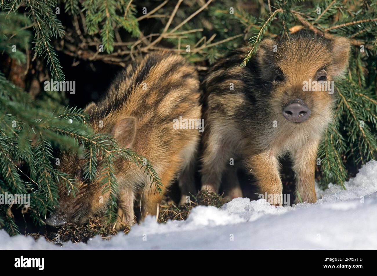 Frischlinge im Schnee erkunden die Umgebung (Wildschwein) (Wild Boar ...