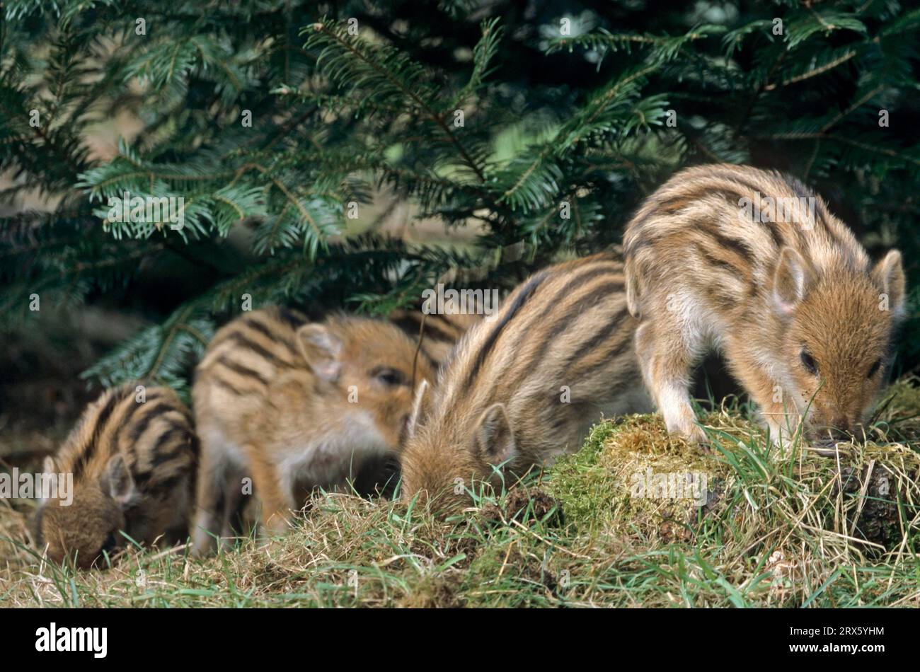 Frischlinge erkunden die Umgebung (Wildschwein) (Wild Boar), Wild Boar ...