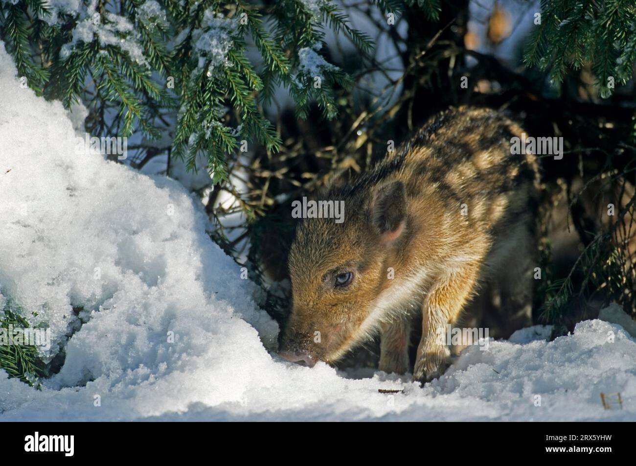 Frischling im Schnee erkundet die Umgebung (Wildschwein) (Wild Boar ...