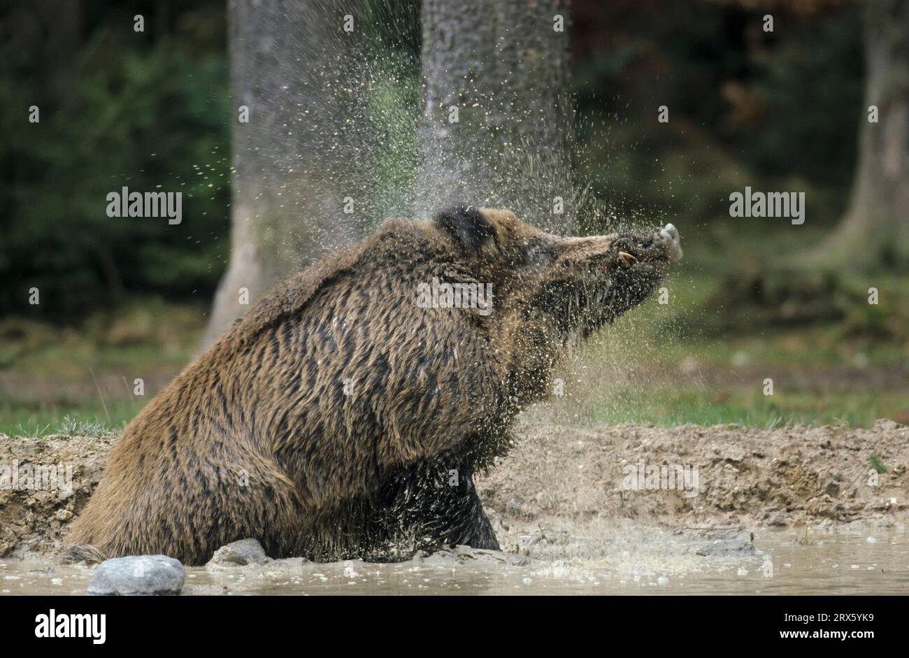 Wild boar (Sus scrofa) tusker taking a mud-bath in a wallow (Wild Hog ...