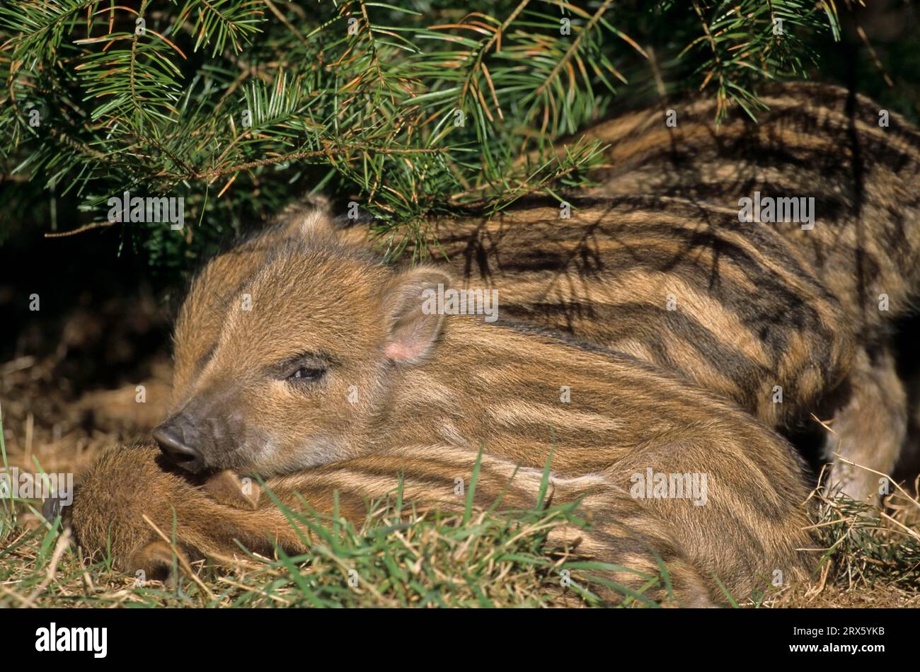 Frischlinge suchen Schutz unter Fichtenzweigen (Wild Boar) (Wild Boar ...