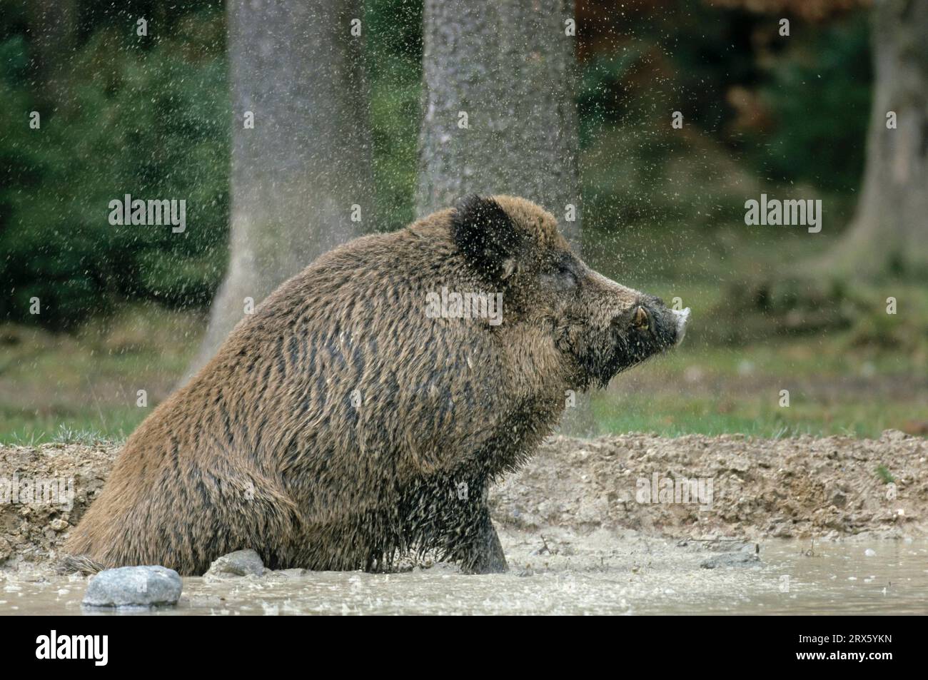 Wild boar (Sus scrofa) tusker taking a mud-bath in a wallow (Wild Hog ...