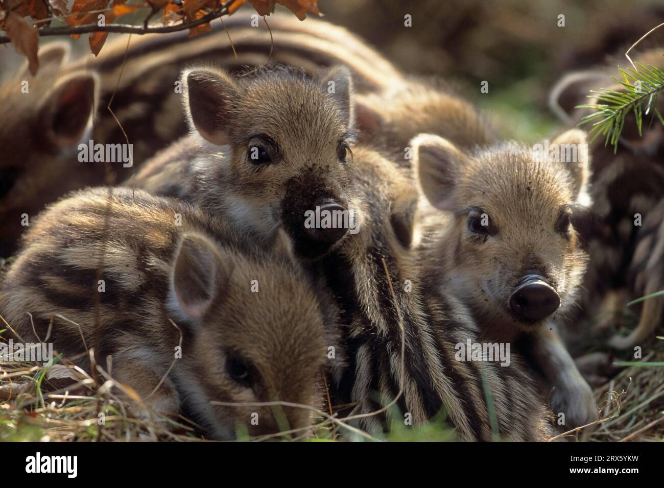 Frischlinge liegen eng zusammen schlafen (Schwarzwild) (Wild Boar ...