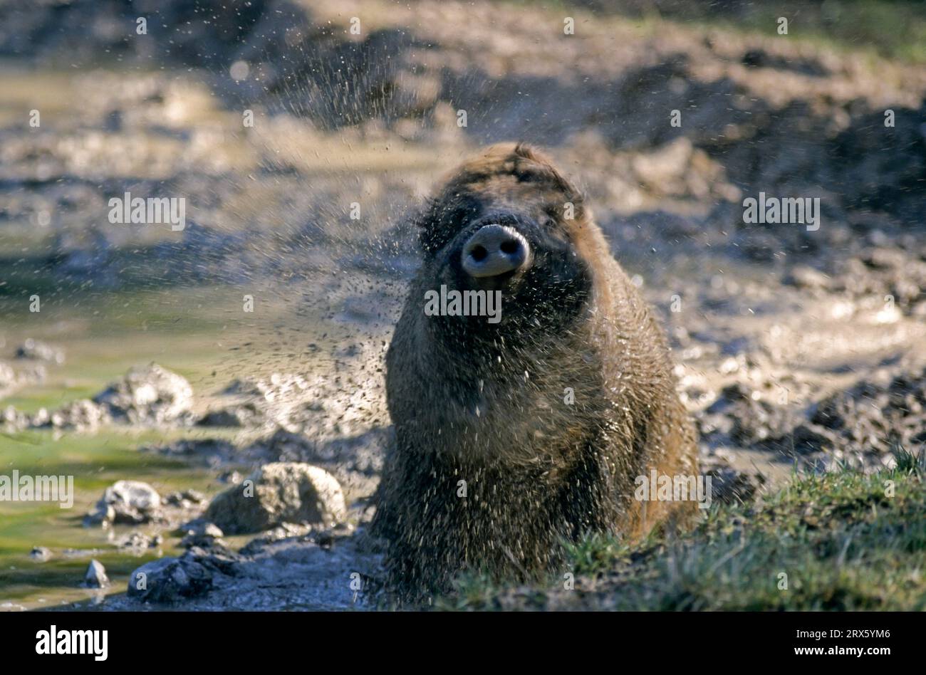 Wild boar (Sus scrofa) sow taking a mud-bath in a wallow (Wild Hog ...