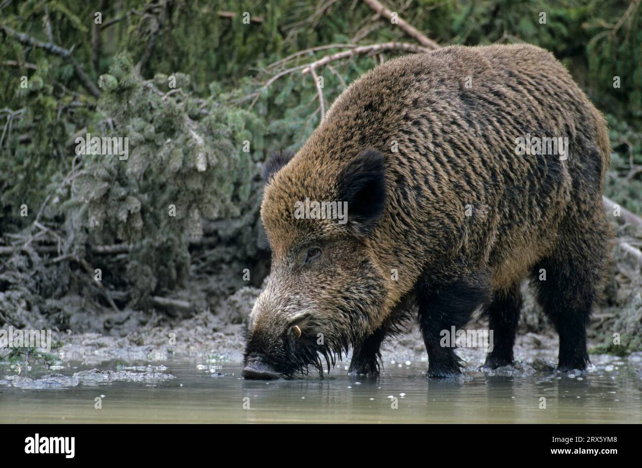 Wild Boar (Sus scrofa) tusker appearing to drink at a Suchle ...