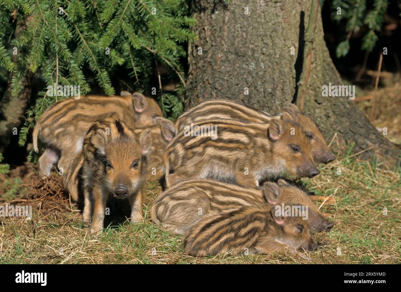 Frischlinge liegen eng zusammen schlafen (Schwarzwild) (Wild Boar ...