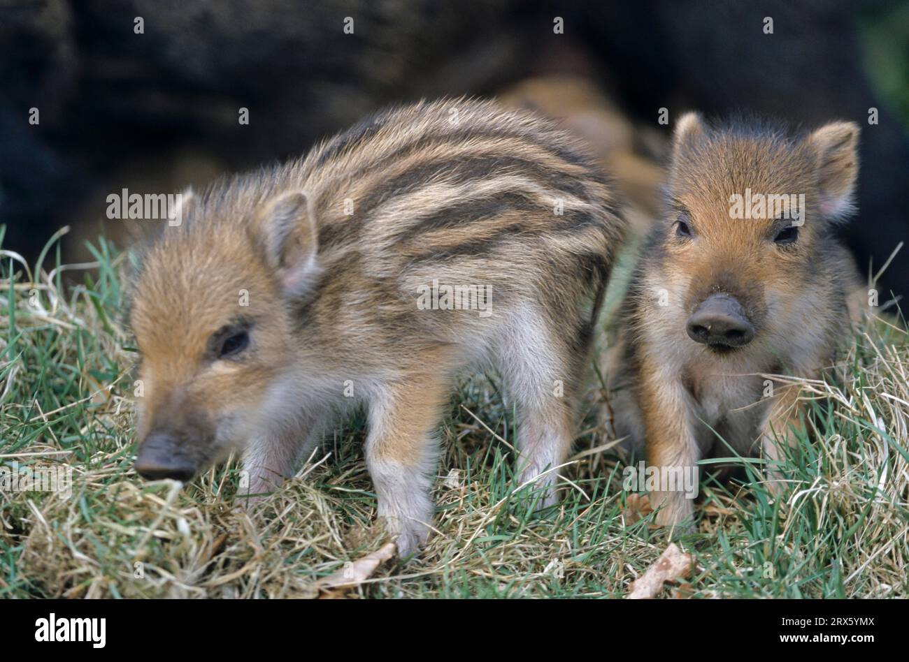 Frischlinge erkunden die Umgebung (Wildschwein) (Wild Boar), Wild Boar ...