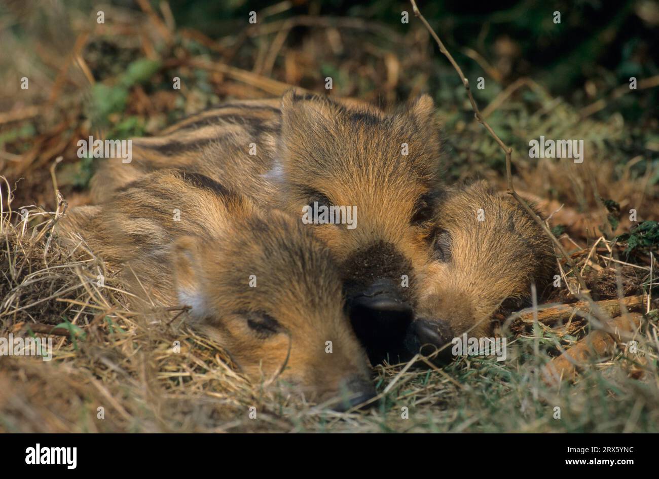 Frischlinge liegen eng zusammen schlafen (Schwarzwild) (Wild Boar ...