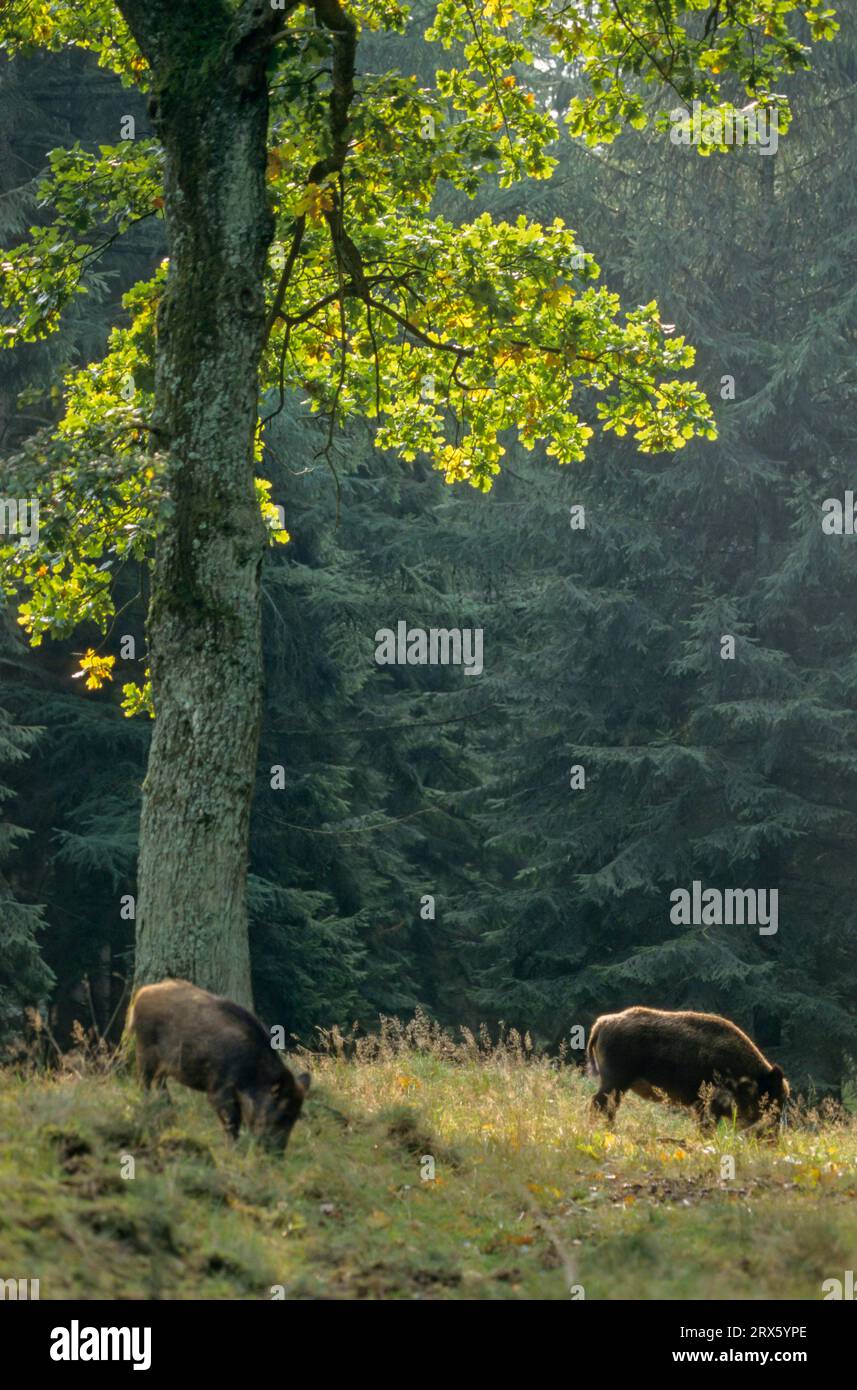 With boar under oak tree hi-res stock photography and images - Alamy