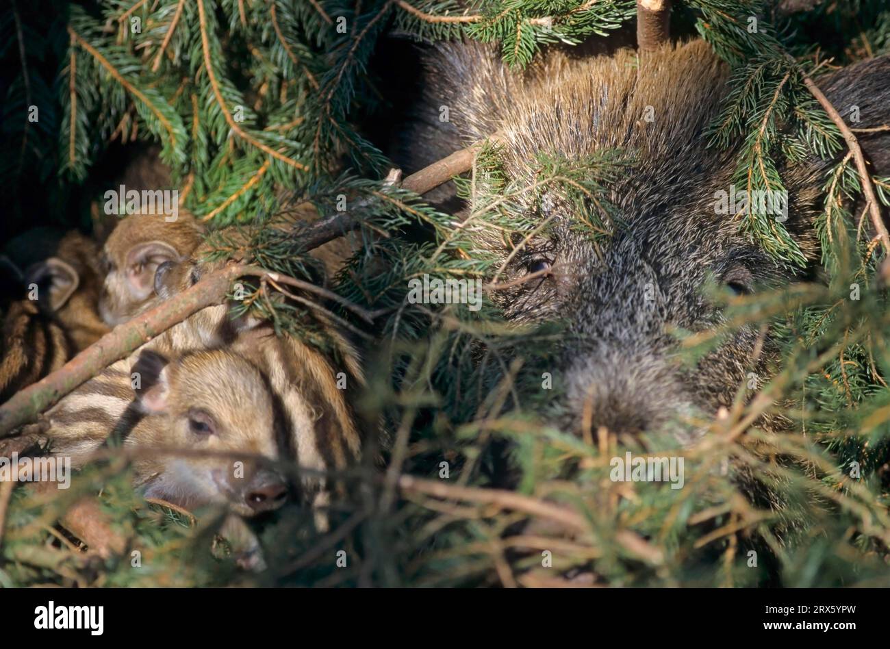 Wild boar (Sus scrofa) lying with her freshlings in her brood nest ...