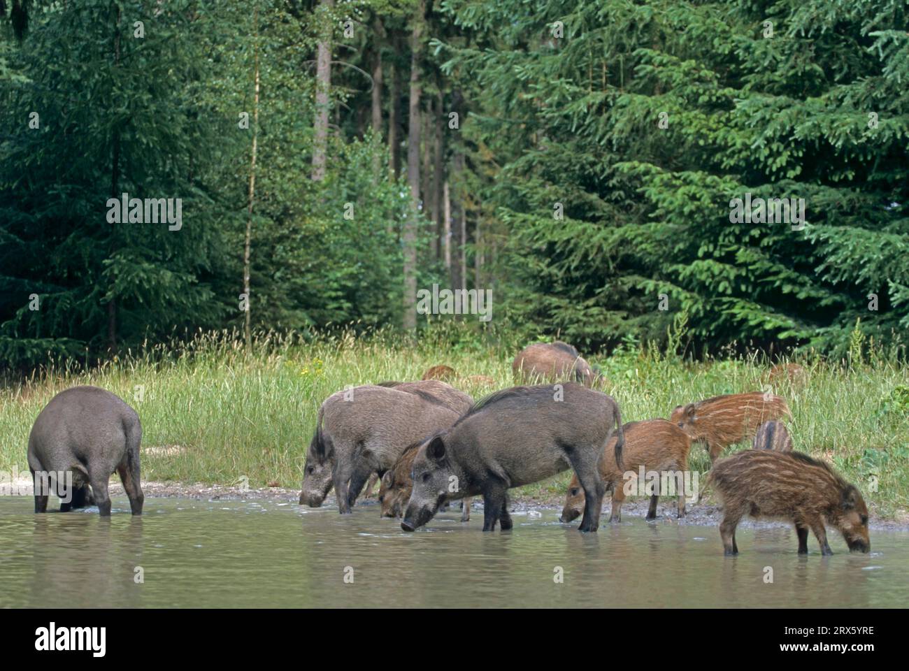 Bachen Frischlinge stehen in einem Weiher trinken Wasser (Schwarzwild ...