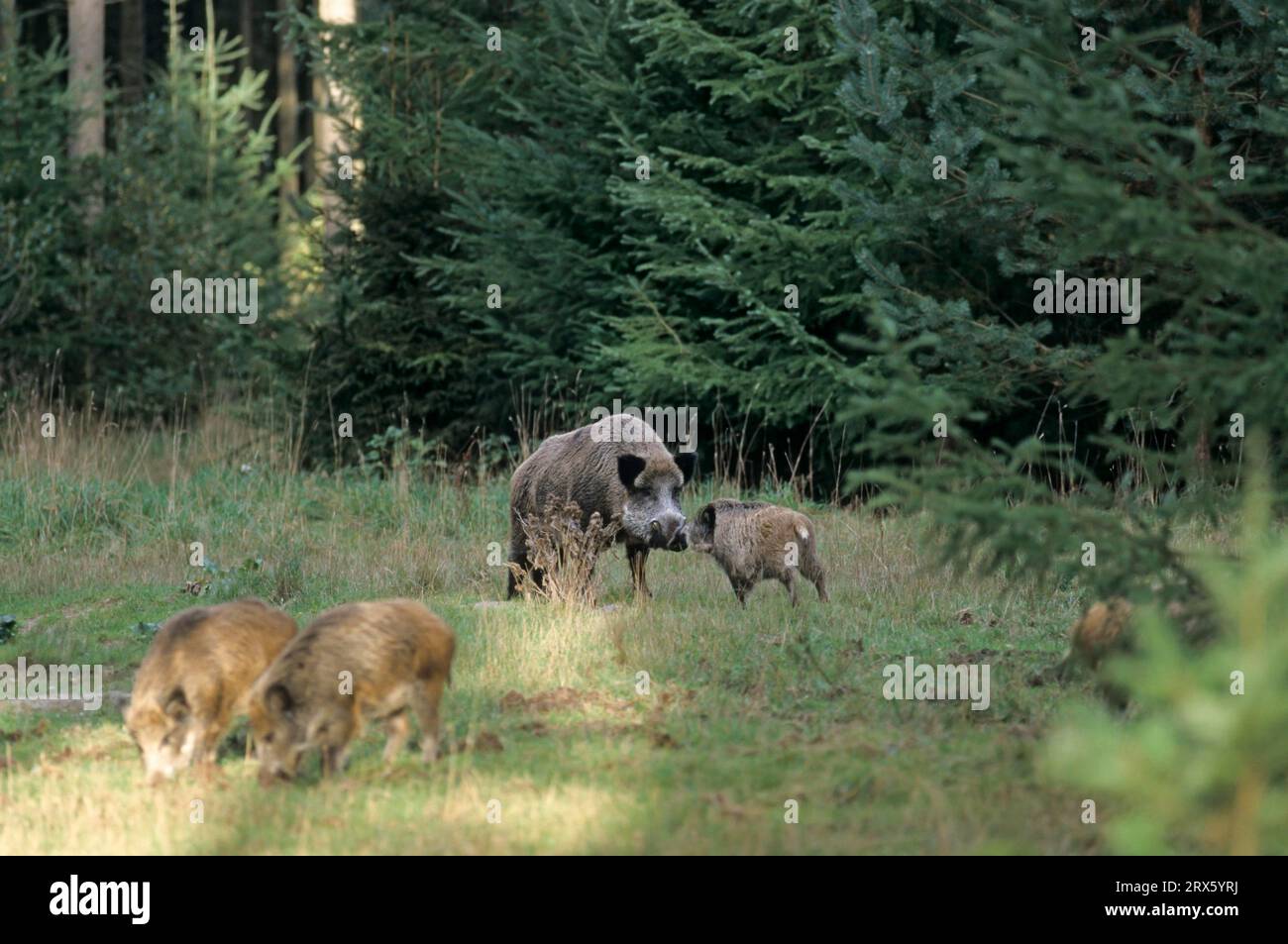 Pig shoot hi-res stock photography and images - Alamy