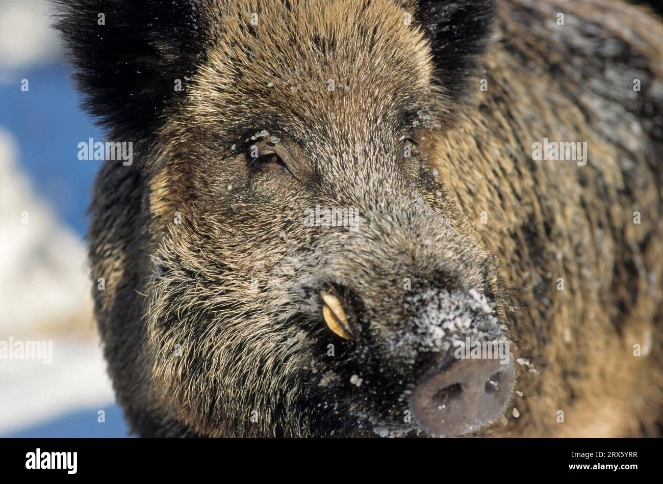 Wild boar (Sus scrofa) tusker in winter looking to the forest edge ...