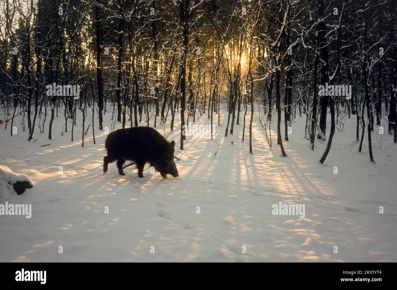 Wild boar (Sus scrofa) in evening light walking on a deer crossing ...