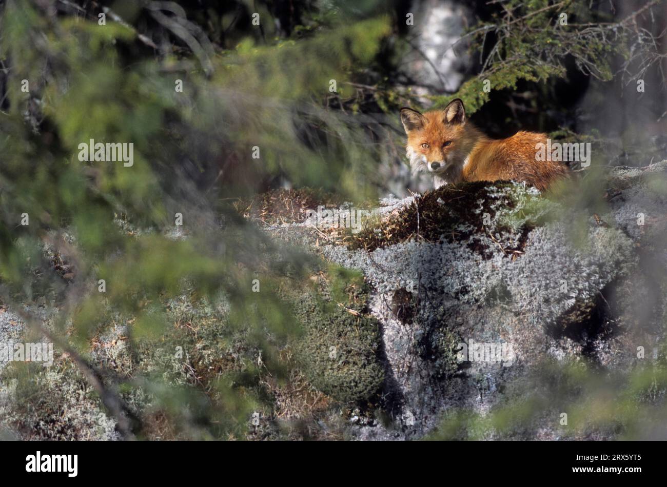 Red fox lying on sun hi-res stock photography and images - Alamy