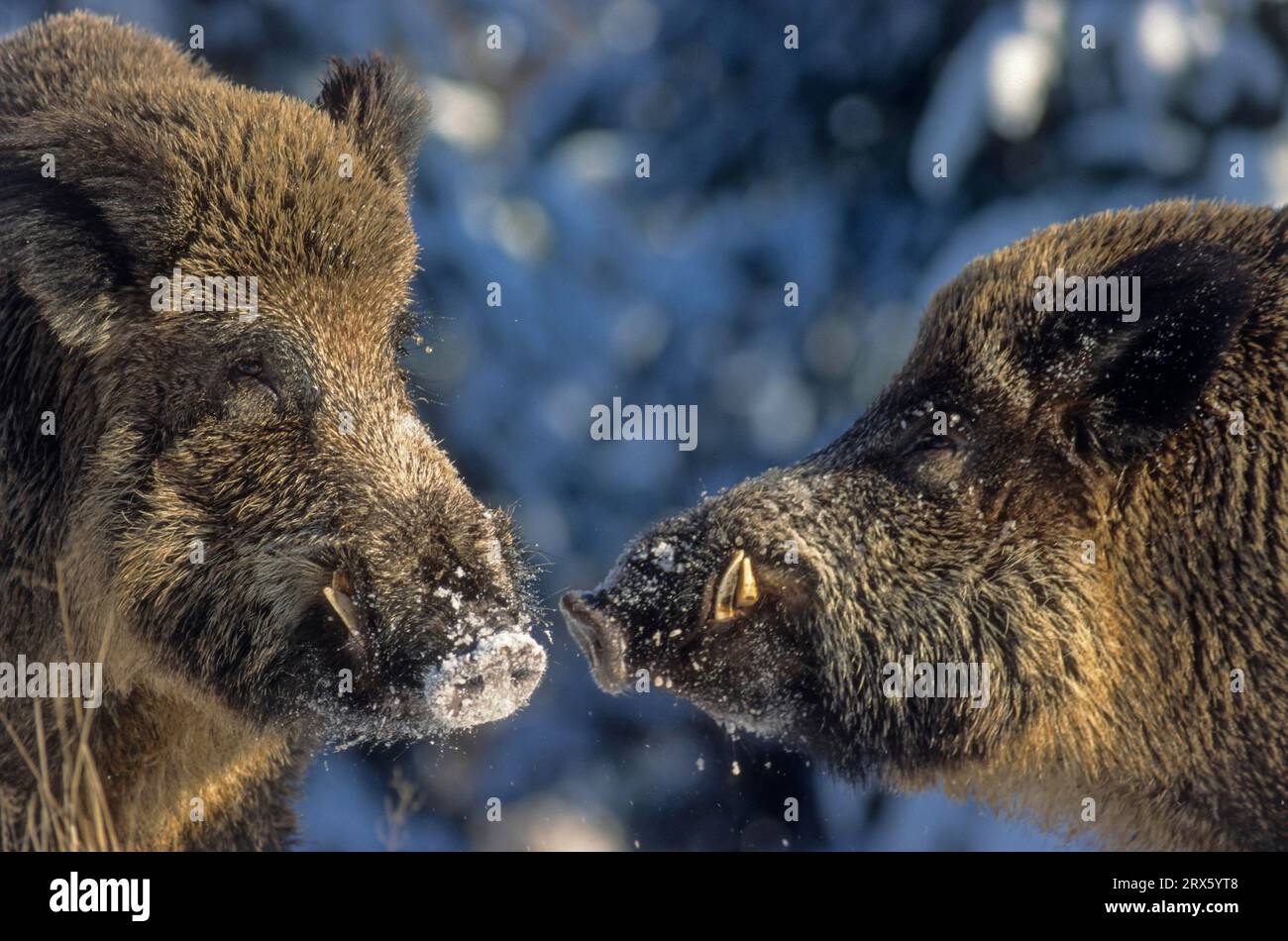 Wild Boar (Sus scrofa) tusker meeting on a forest glade in winter (Wild ...