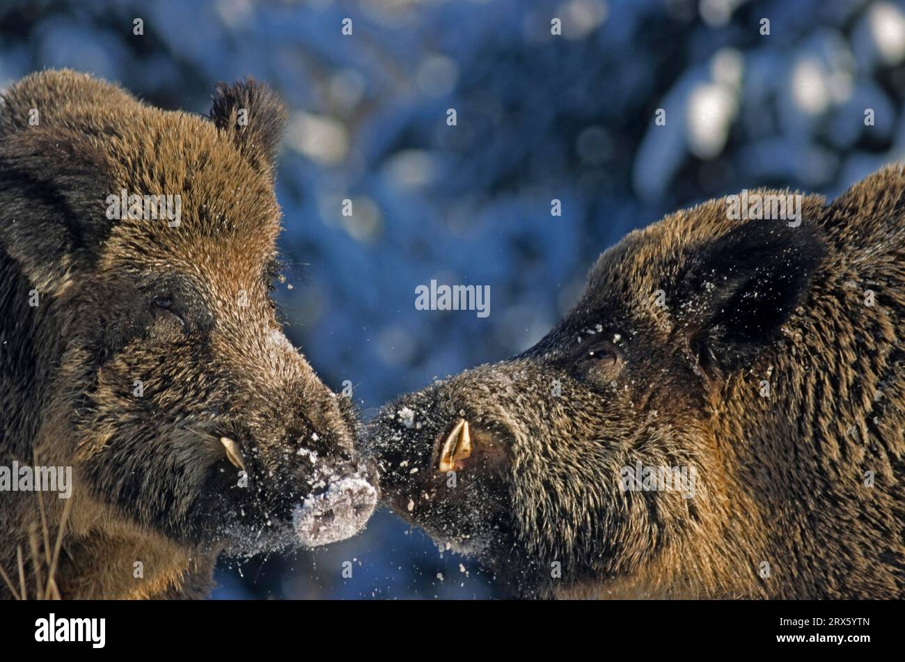 Wild Boar (Sus scrofa) tusker meeting on a forest glade in winter (Wild ...