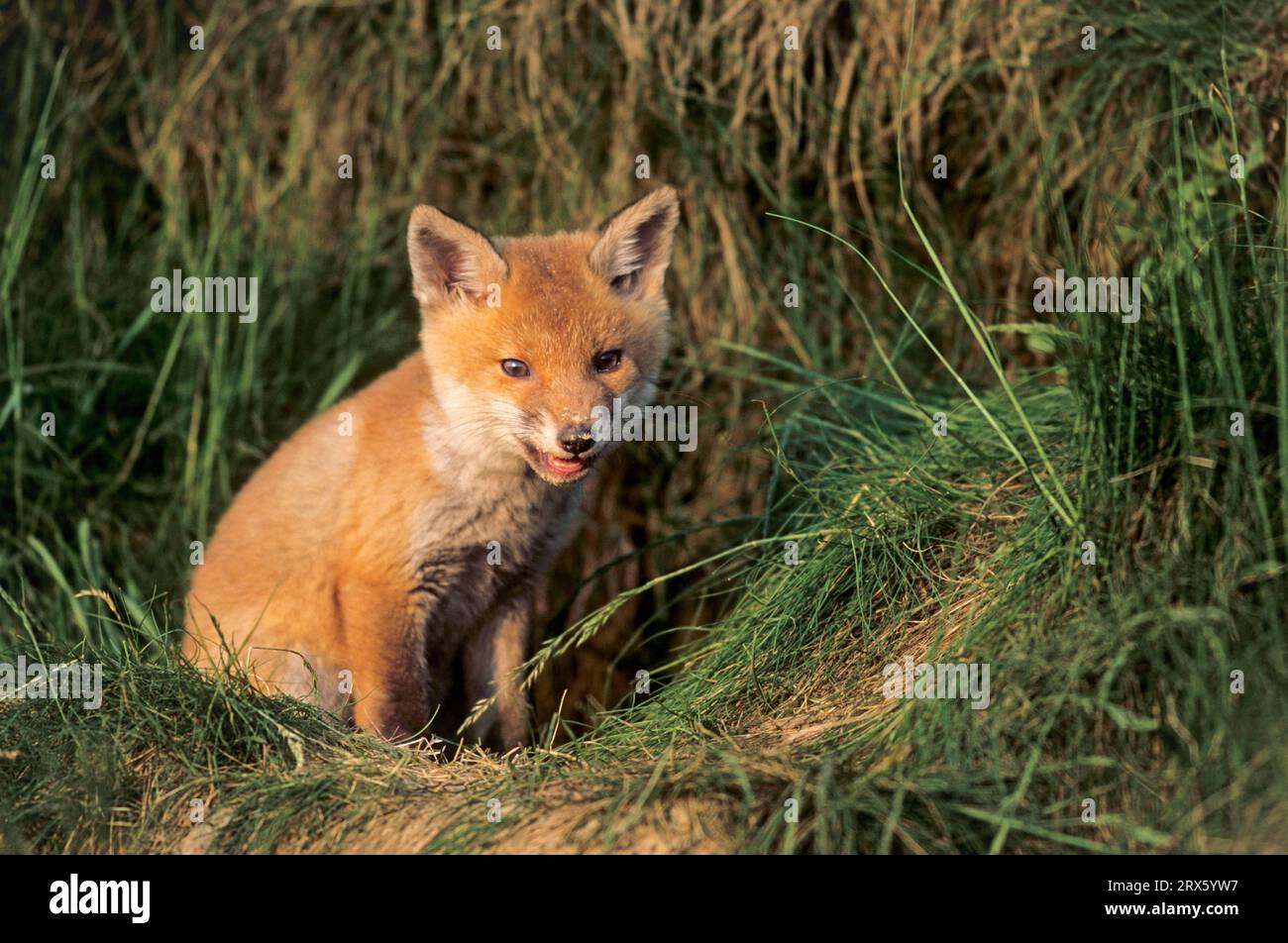 Young fox sitting relaxed in front of the fox den (red fox (Vulpes vulpes Stock Photo - Alamy