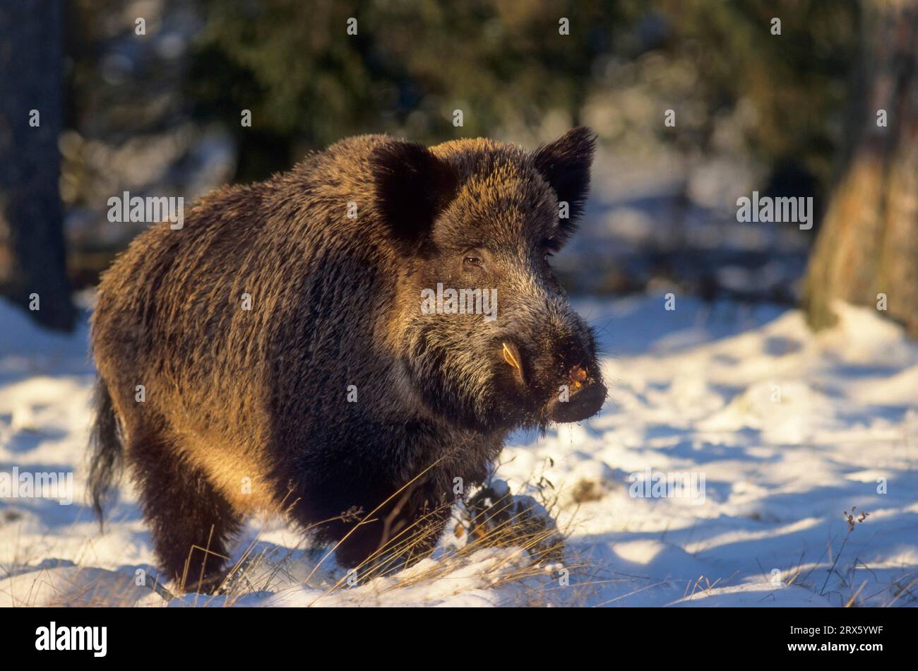 Wild Boar (Sus scrofa) tusker in winter observing alert (Wild Hog ...