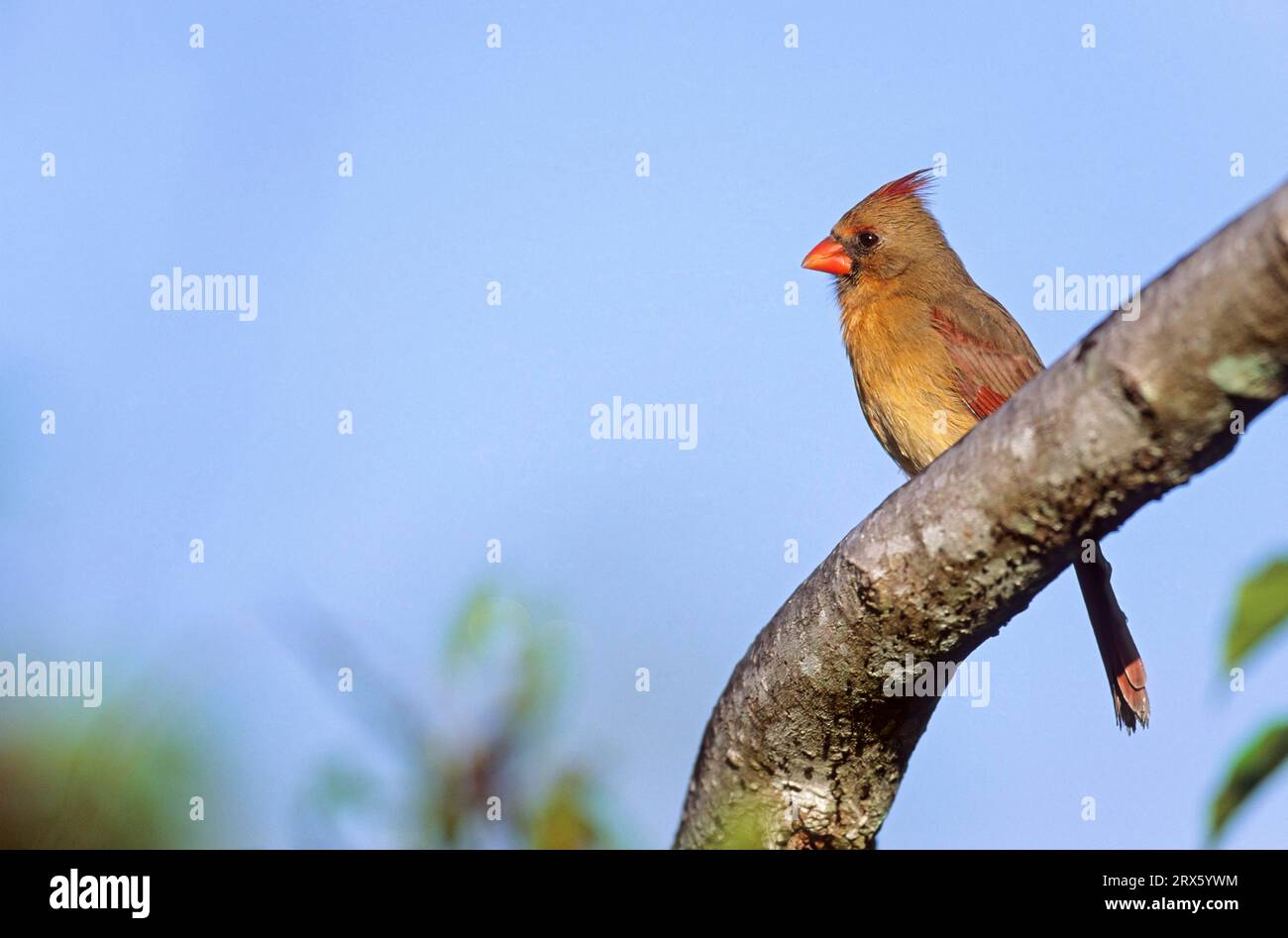 Northern cardinal (Cardinalis cardinalis) female adult in the ...