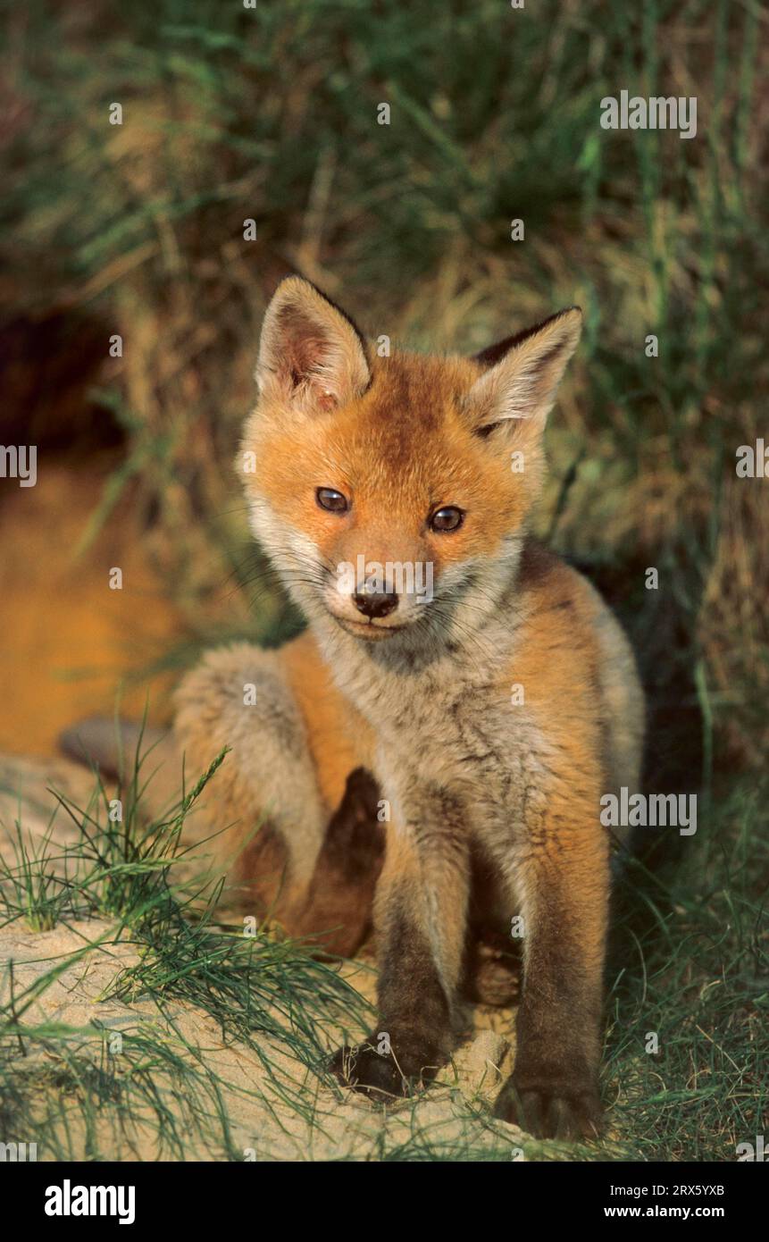 Young fox sitting relaxed in front of the fox den and scratching itself ...