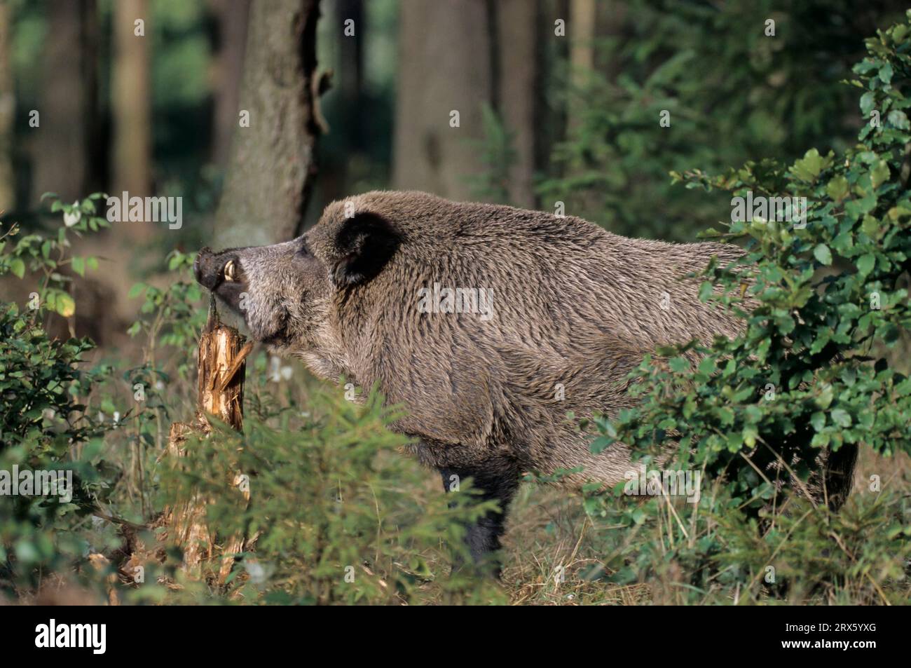 Wild boar tusker marks his territory (Wild Hog) (European Boar), Wild ...