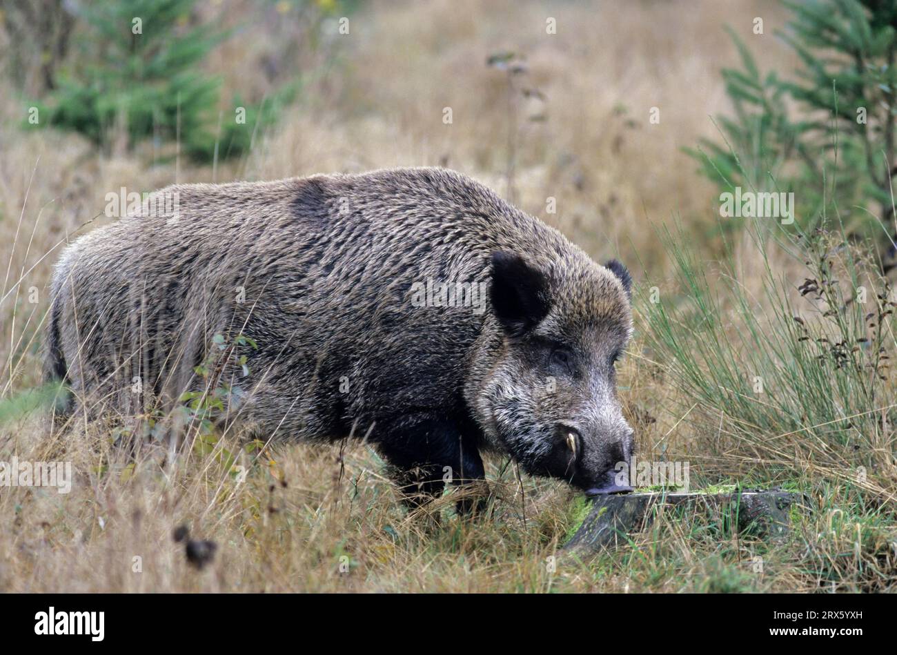 Wild Boar (Sus scrofa) tusker searching for food on a forest glade ...