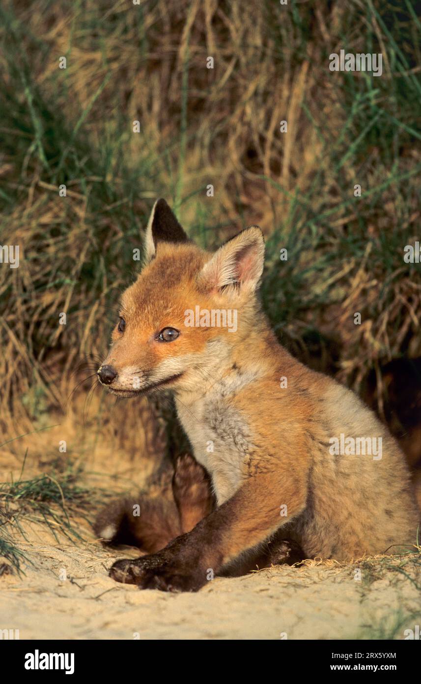Young fox sitting relaxed in front of the fox den and scratching itself ...