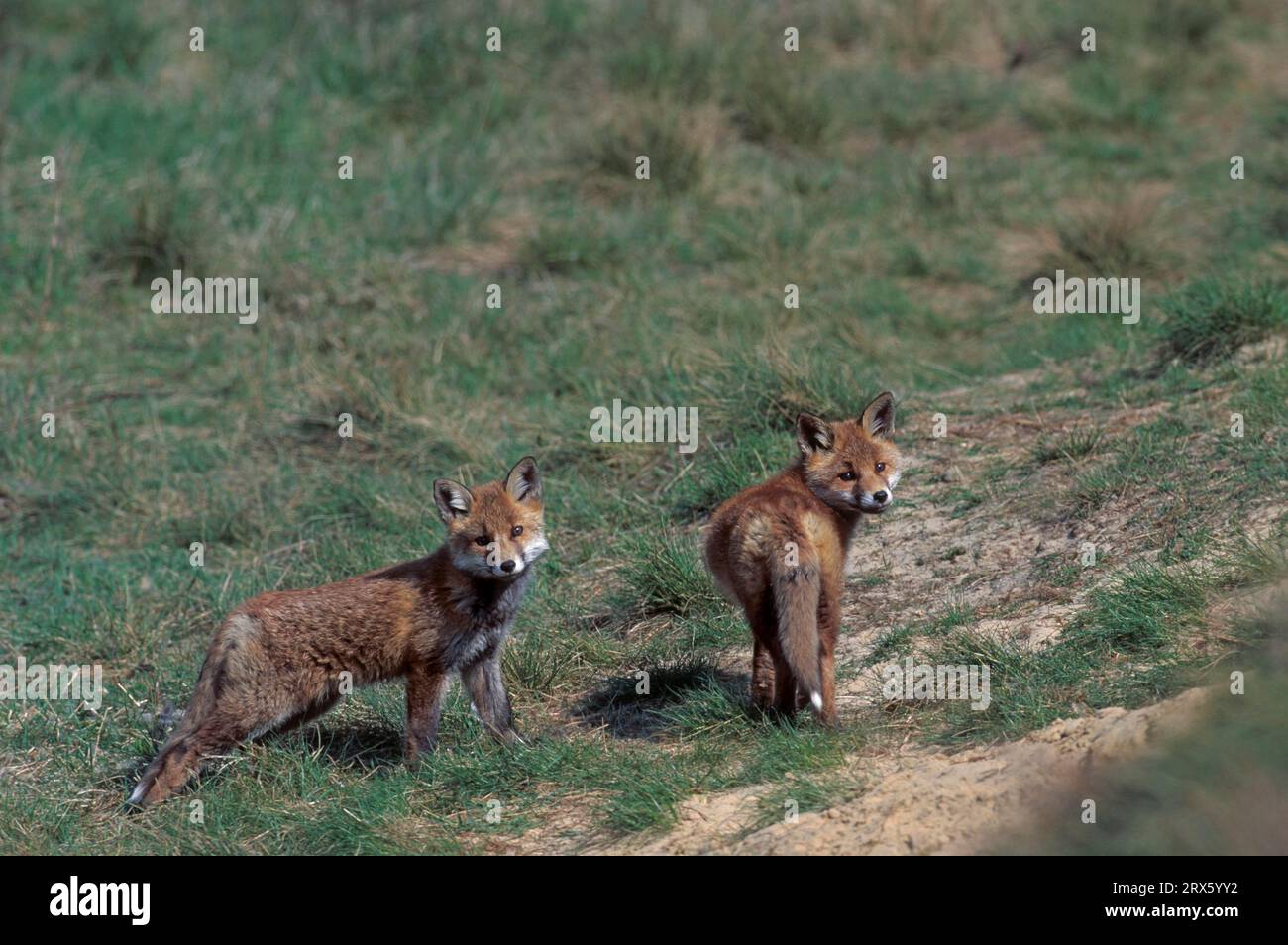 Red fox (Vulpes vulpes), Red fox kits intently watching the ...